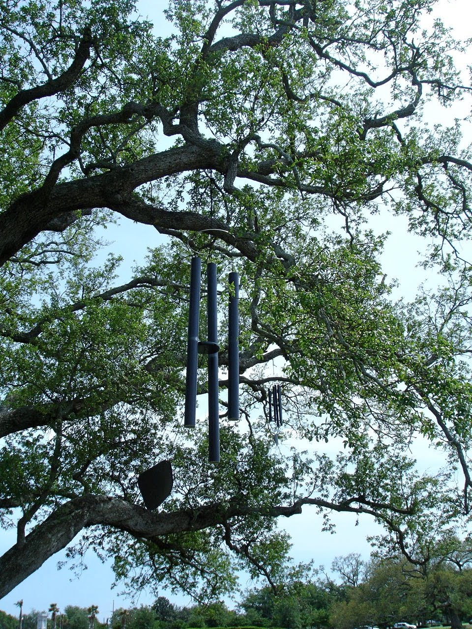 pic journal: The Singing Oak