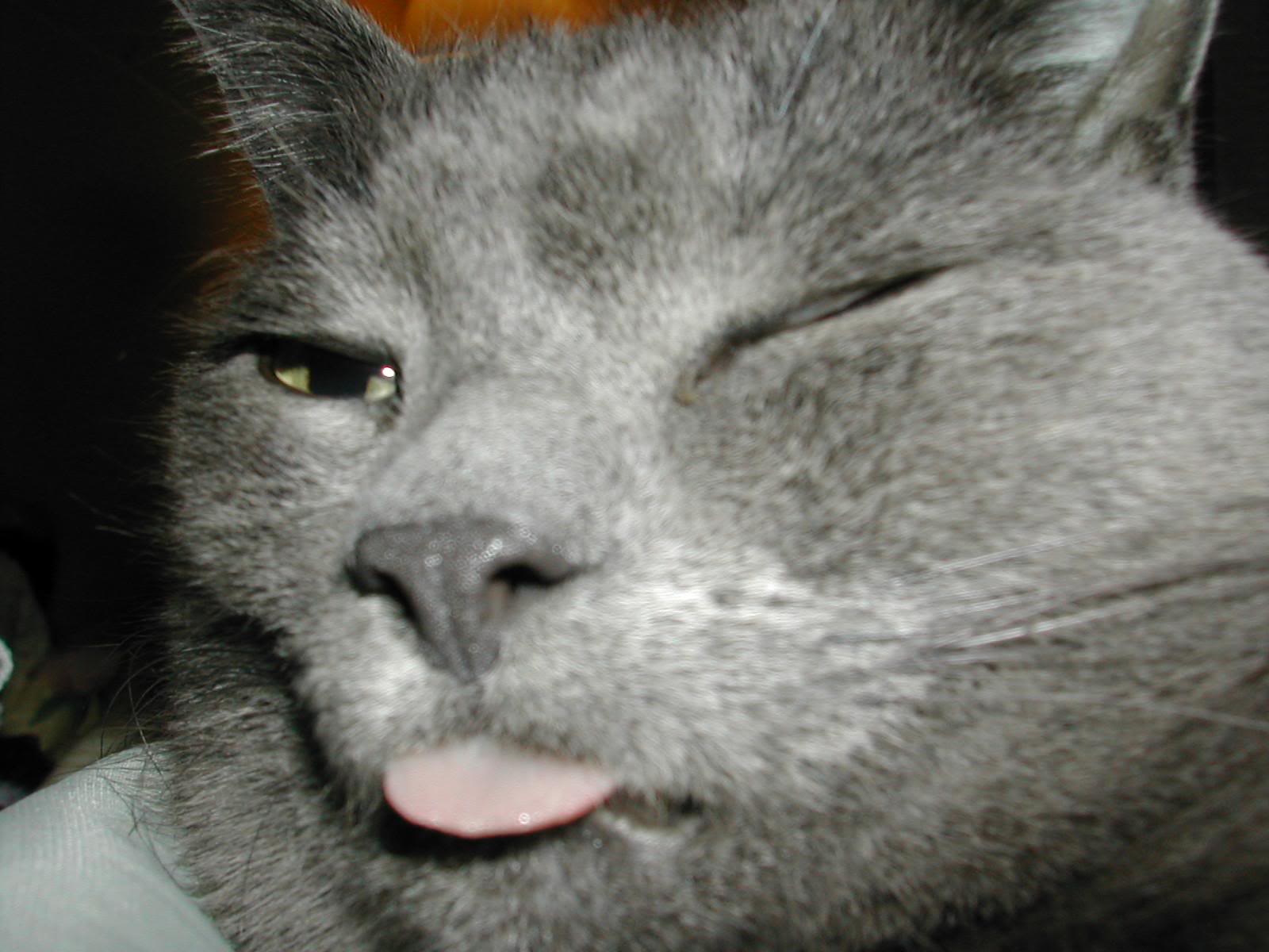 Your Source of Randomness: Stoned Cats Are... Stoned
