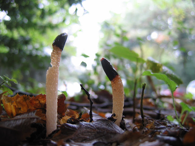 *Приключение Жизнь*: 11/07/10