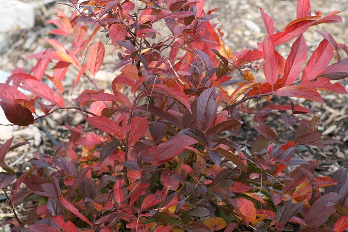 T h e | D e e p | M i d d l e: More Fall Color -- In 18 Images