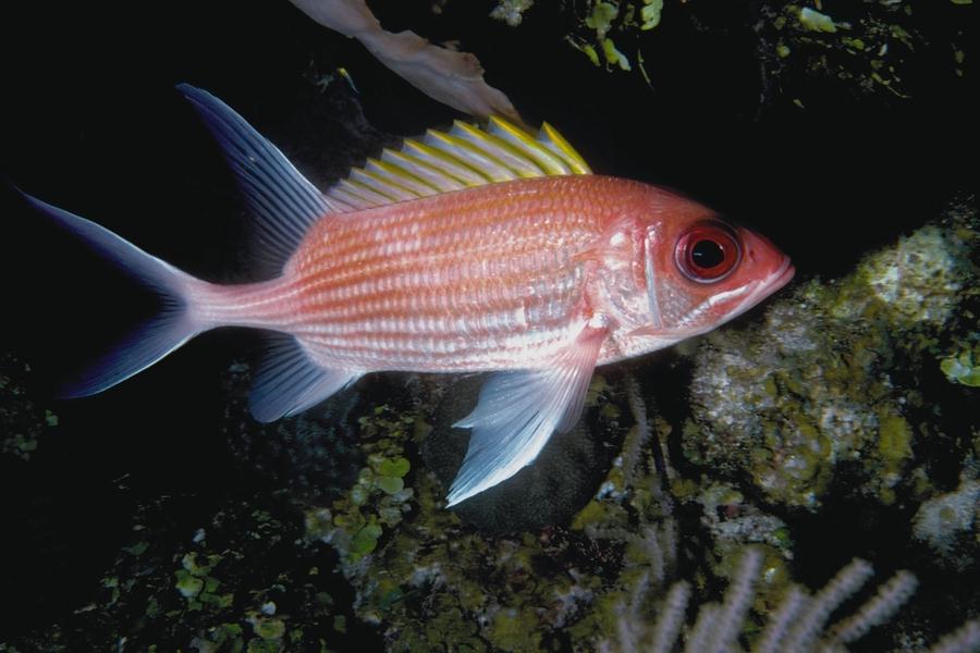 TroFish photo | All About Pics