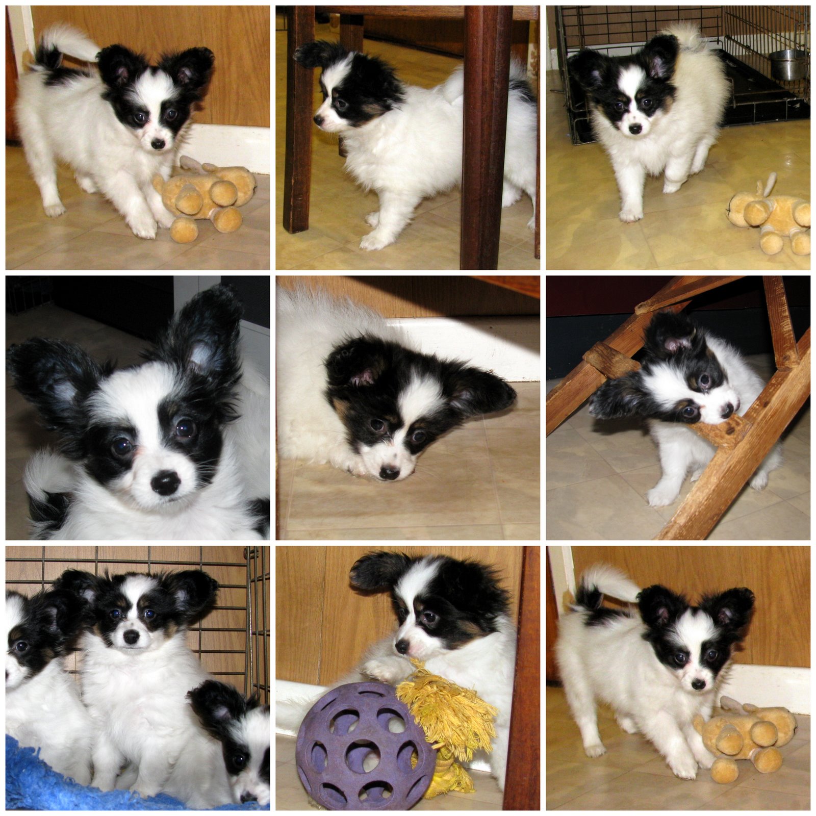 Pyatshaw Papillons et al.: November 2009