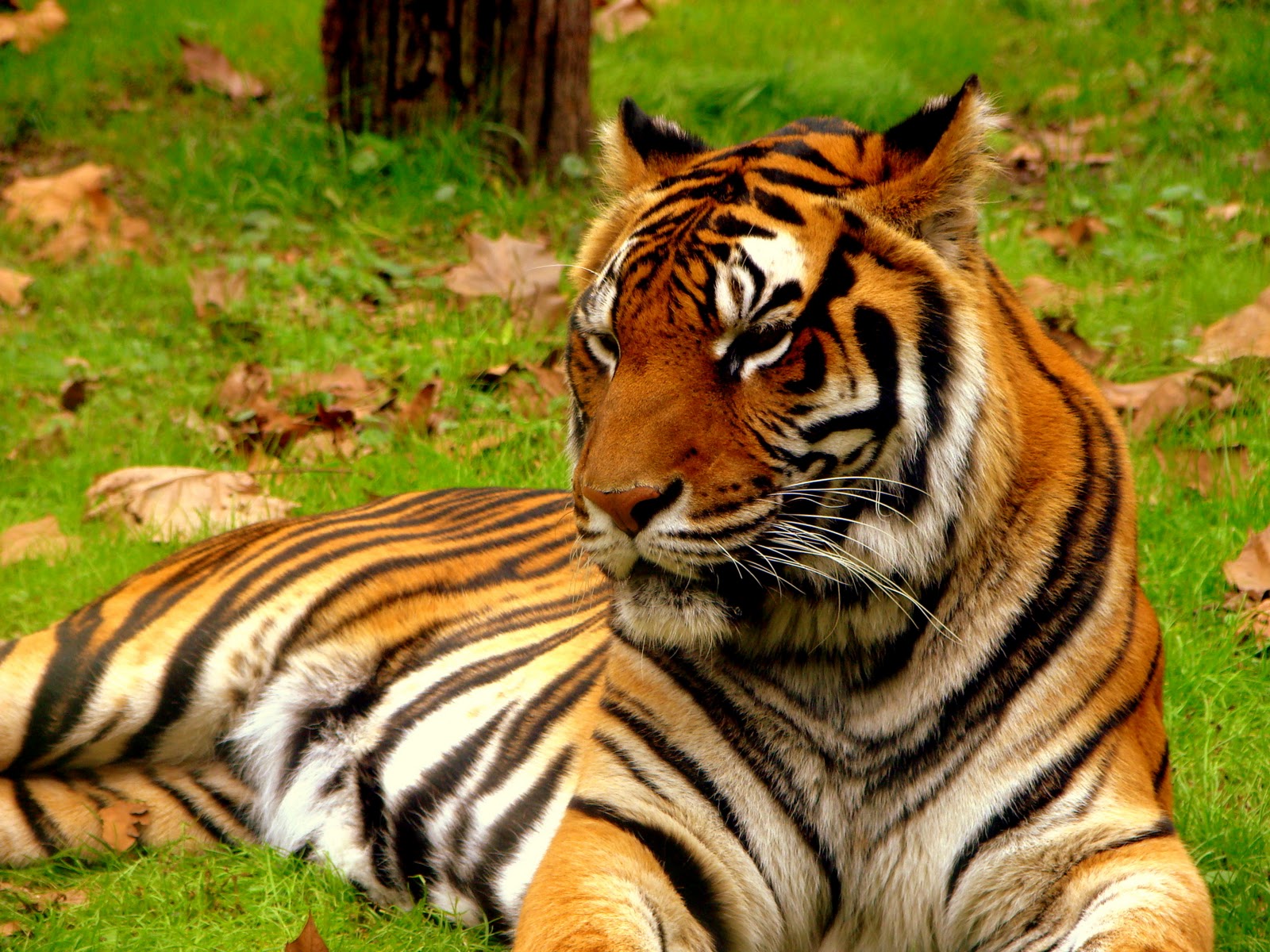 The Walt Disney World Picture of the Day: Tiger at Disney's Animal Kingdom