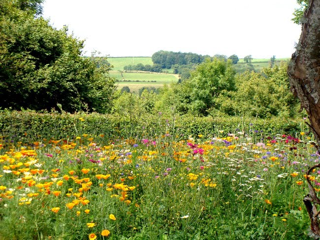 Chroniques de la Prairie: Prairie fleurie