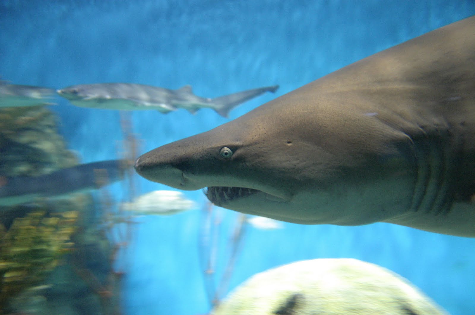El Tiempo es hoy: Temaikèn presenta