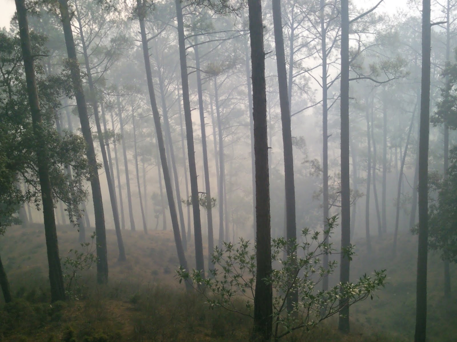 Almora - A walk through Sitoli forests and Patal Devi