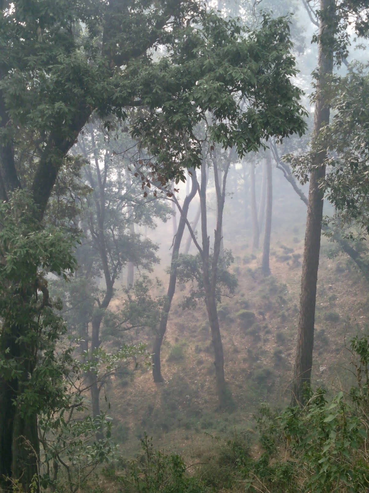 Almora - A walk through Sitoli forests and Patal Devi