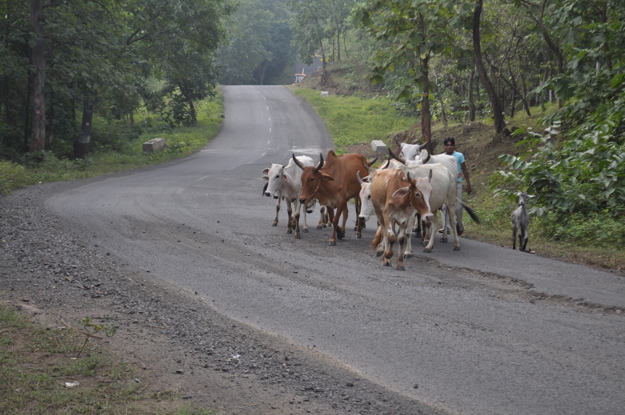 Things do to in and around Dediapada National Park in Gujarat