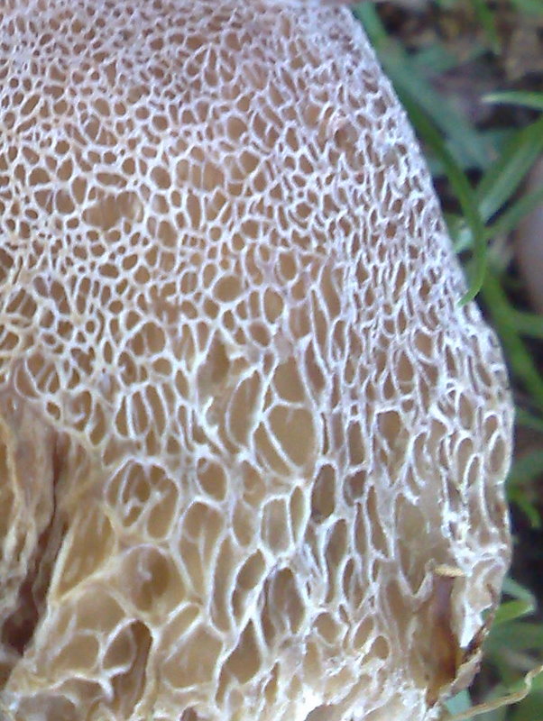 archivos de micología: EL RETÍCULO INOCENTE