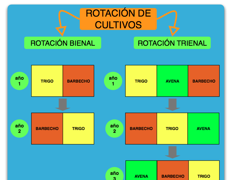 ESQUEMA sobre LA ROTACIÓN DE CULTIVOS (bienal y trienal)