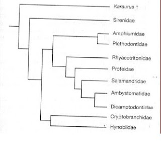 ANFIBIOS: SISTEMÁTICA Y CLASIFICACIÓN DE CAUDATA. Según Frost et al ...