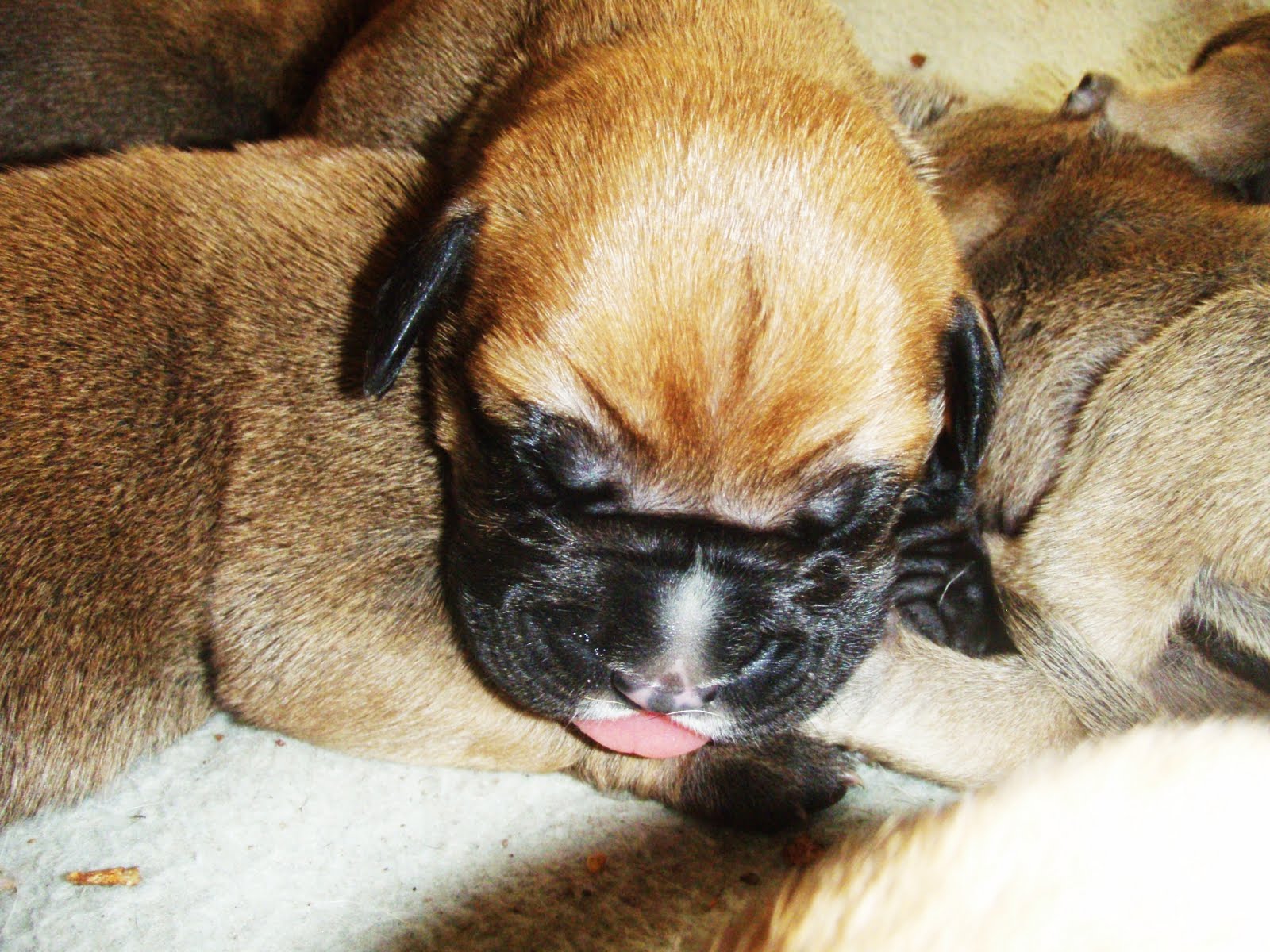 * VALPAR TILL SALU *: NYFÖDDA!!!.......=)