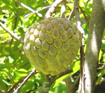 Pinoycity's Fruits and Vegetables Health Benefits: ATIS(SUGAR-APPLES ...