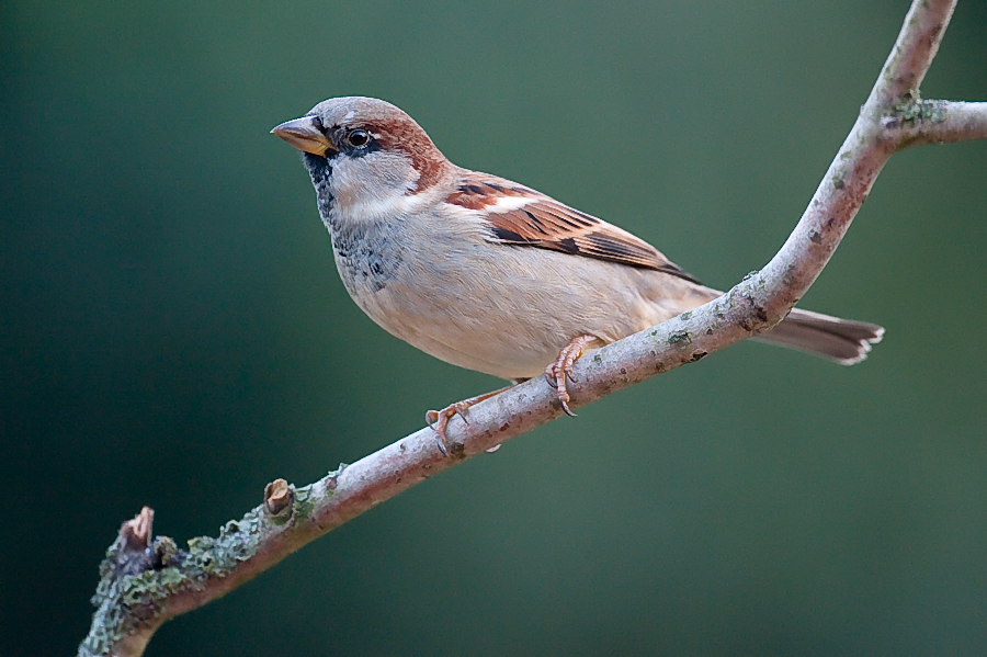 Beelden uit de natuur: Huismus