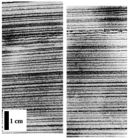 Hindered Settling: Evapor-art from the Permian Castile Formation, west ...