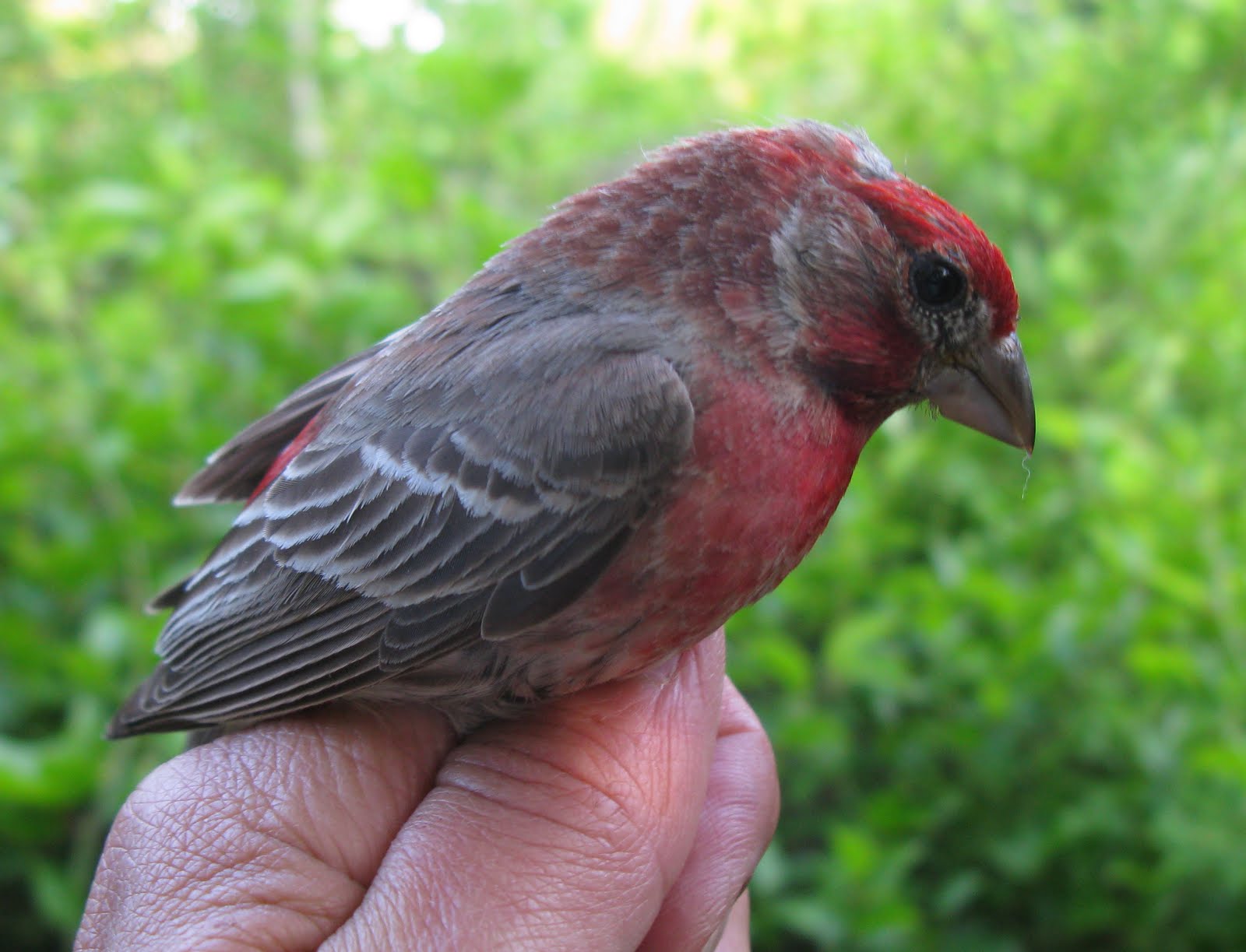 Cape Cod Bander: Migration Comes to a Halt