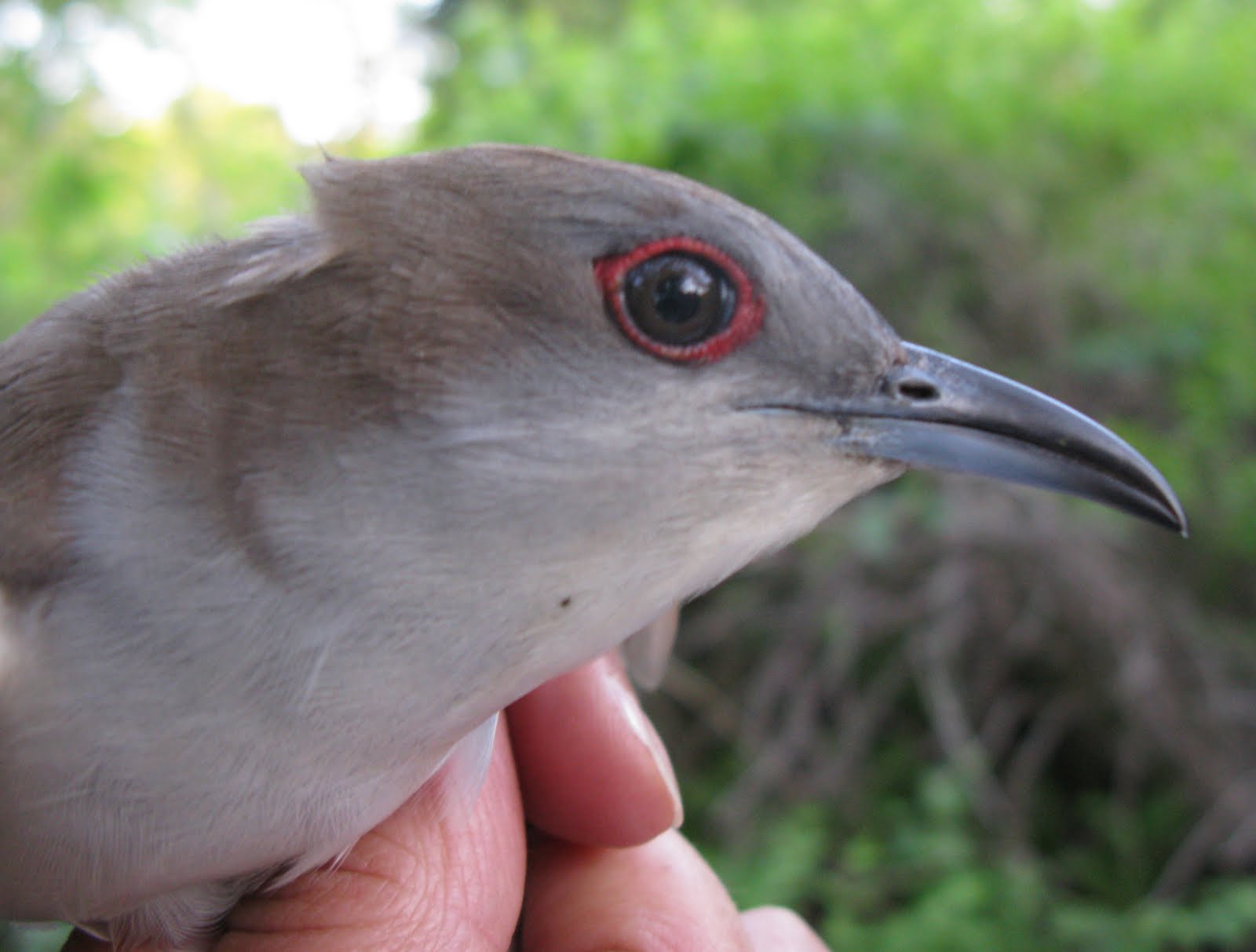 Cape Cod Bander: Migration Comes to a Halt