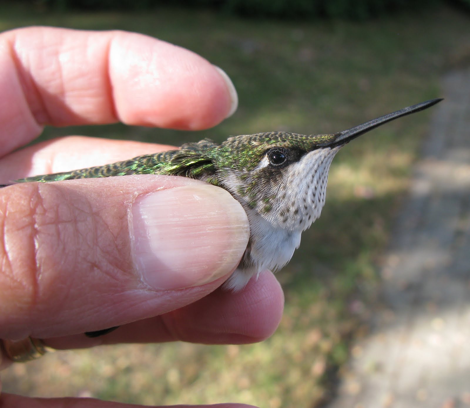 Cape Cod Bander: Midsummer Birds