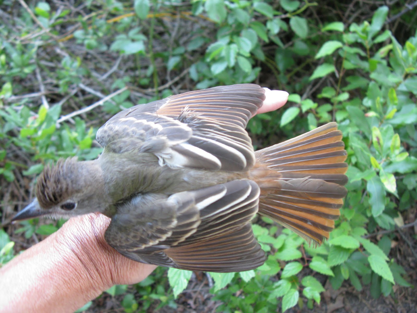 Cape Cod Bander: Midsummer Birds