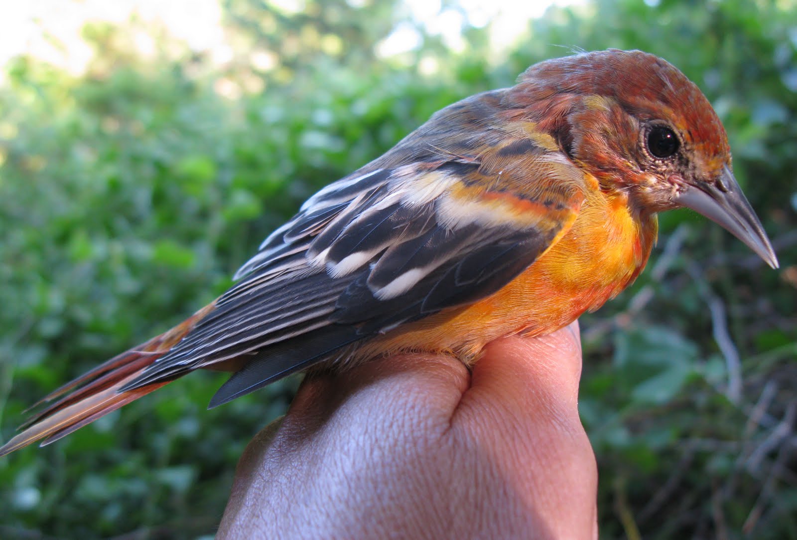Cape Cod Bander: Midsummer Birds