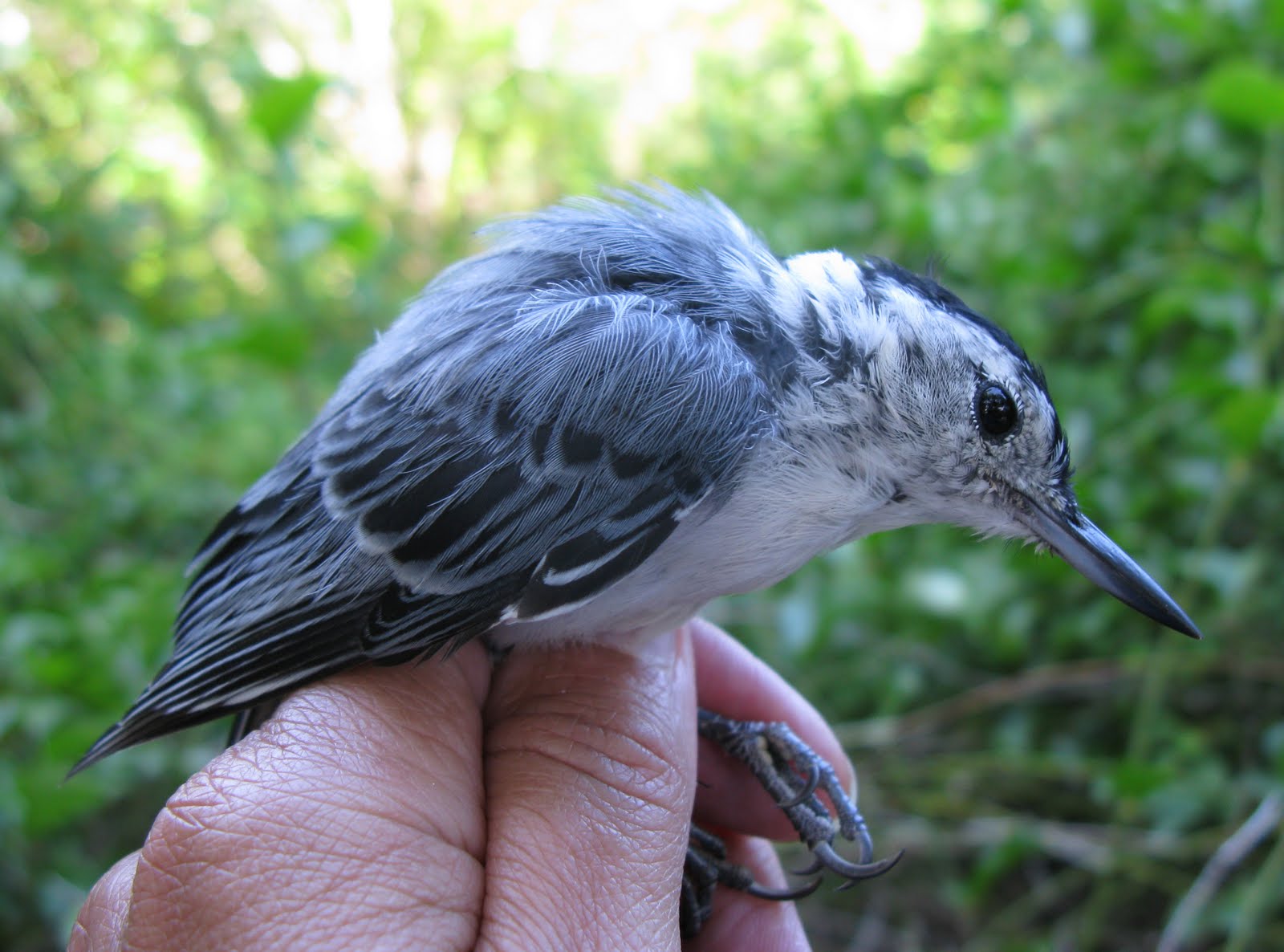 Cape Cod Bander: Midsummer Birds