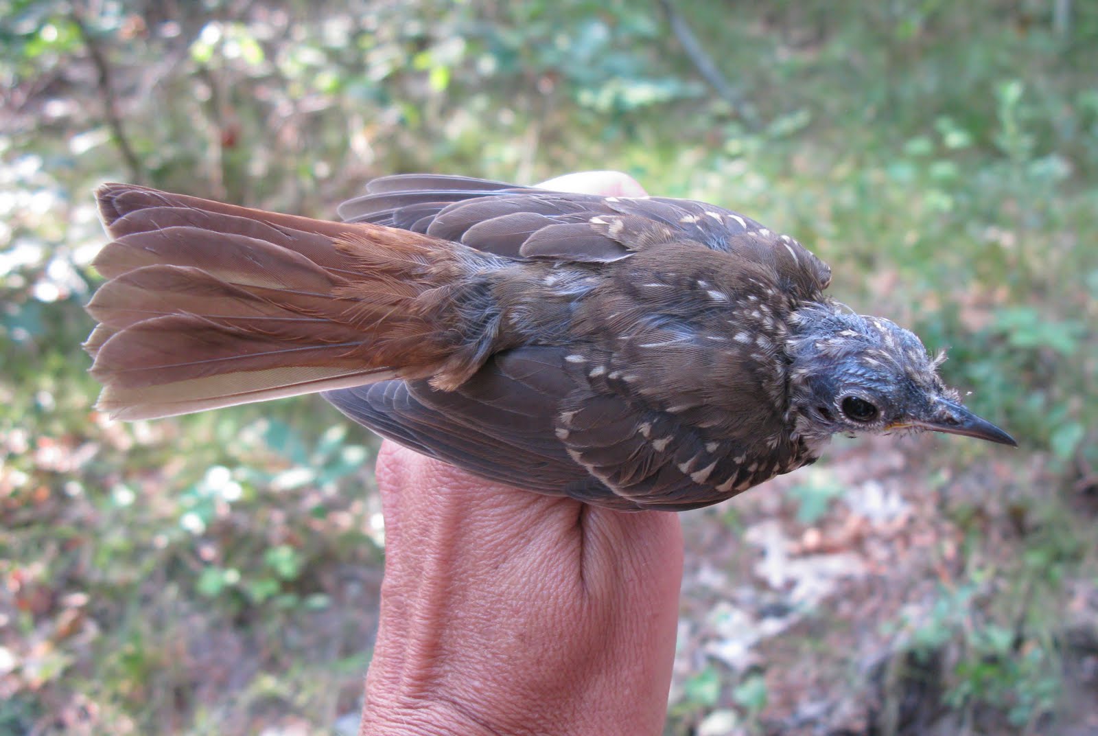 Cape Cod Bander: Midsummer Birds