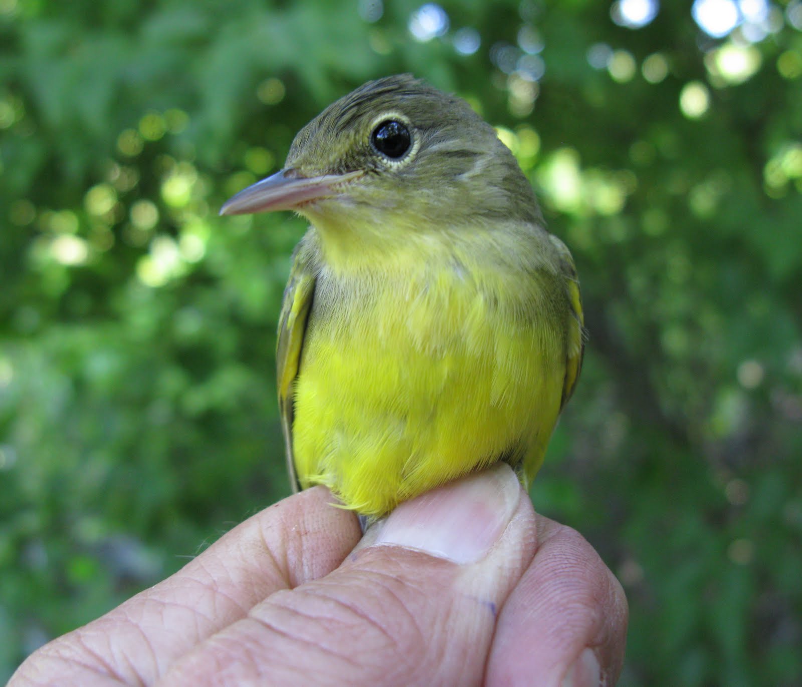 Cape Cod Bander: Midsummer Birds