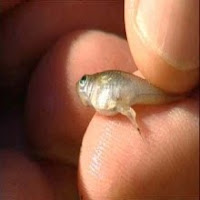 Earth Gurl: Deformed Fish!