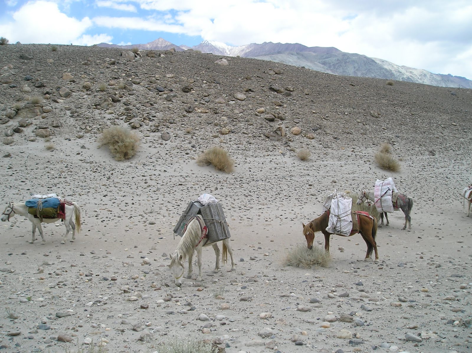 LAUKOAK: (20100903 al 06) Saboo - Digar La - Digar - Shiok Valley - Rong.