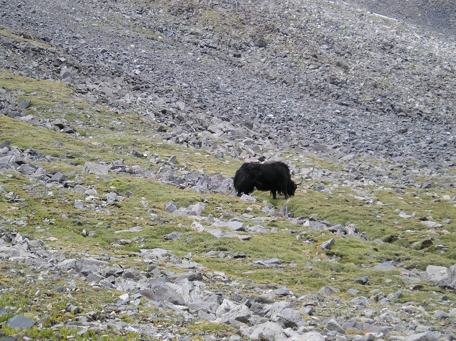 LAUKOAK: (20100903 al 06) Saboo - Digar La - Digar - Shiok Valley - Rong.