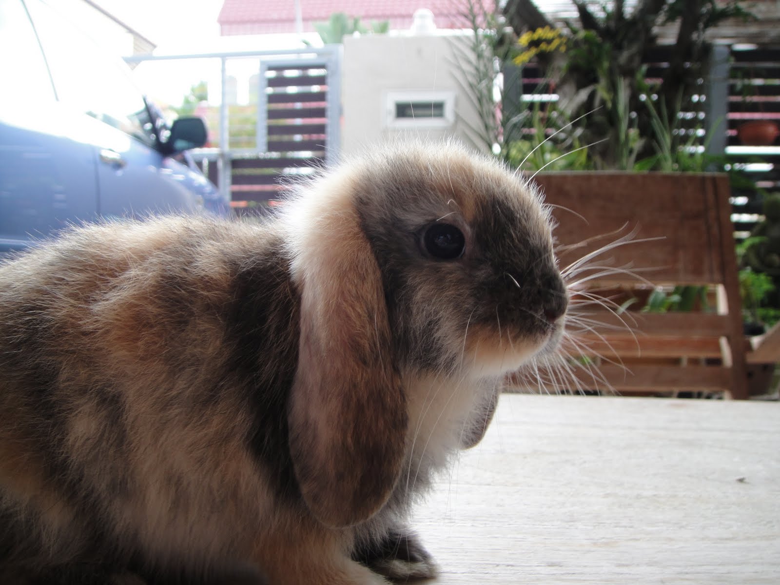 Pets Empire: Lionhead Lop Rabbit Babies That Are Still Available!!!