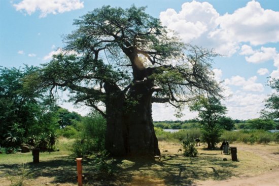 Woodie's Words: Woodie's Battle with the Wooden Idol