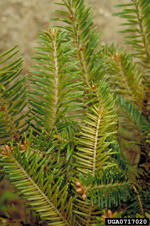 privet rust mites | Ornamentals Hotline