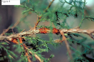 powdery mildew | Ornamentals Hotline