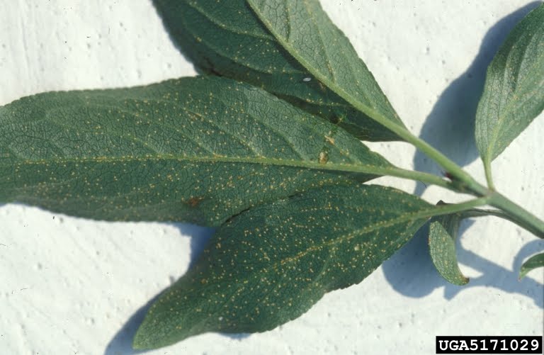 Euonymus scale | Ornamentals Hotline