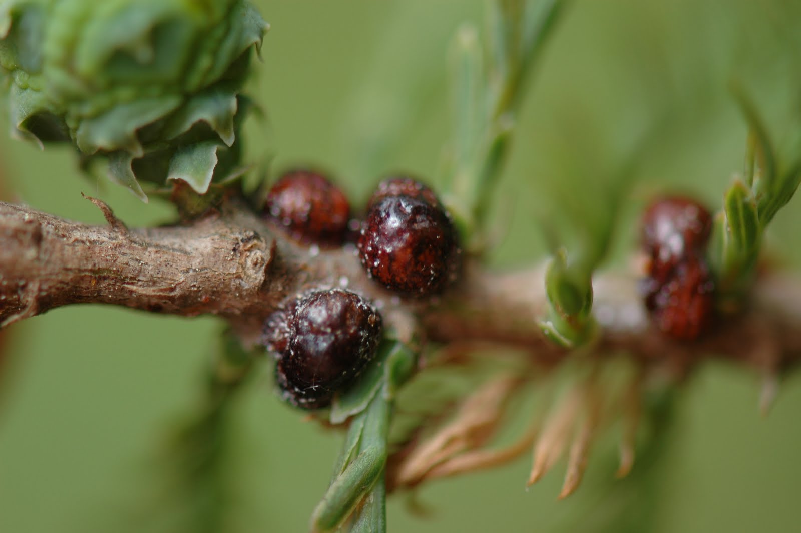 Cooperative Extension Ornamentals: Insect Hotline Issue 14