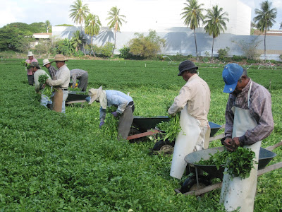 Emi and Kyle Heart Food: Sumida Watercress Farm