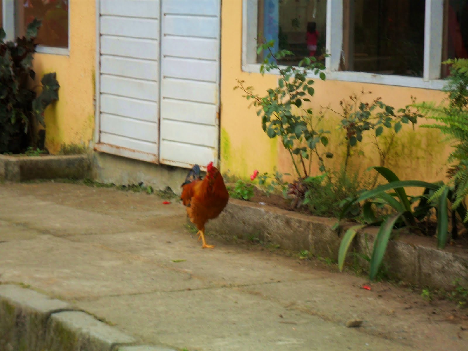 Volunteering in Ecuador: Beautiful Mindo (Mindo Lindo)