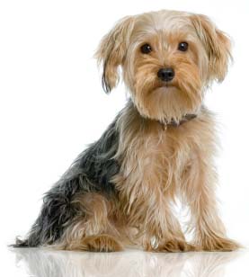 PUPPY CARE CENTER: Yorkshire Terriers Ears: Floppy or Not? Puppy Care ...