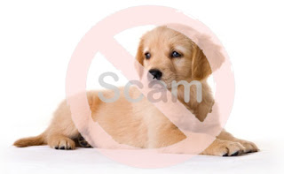FUNNY PUPPY: Beware of Puppy Internet Scams!