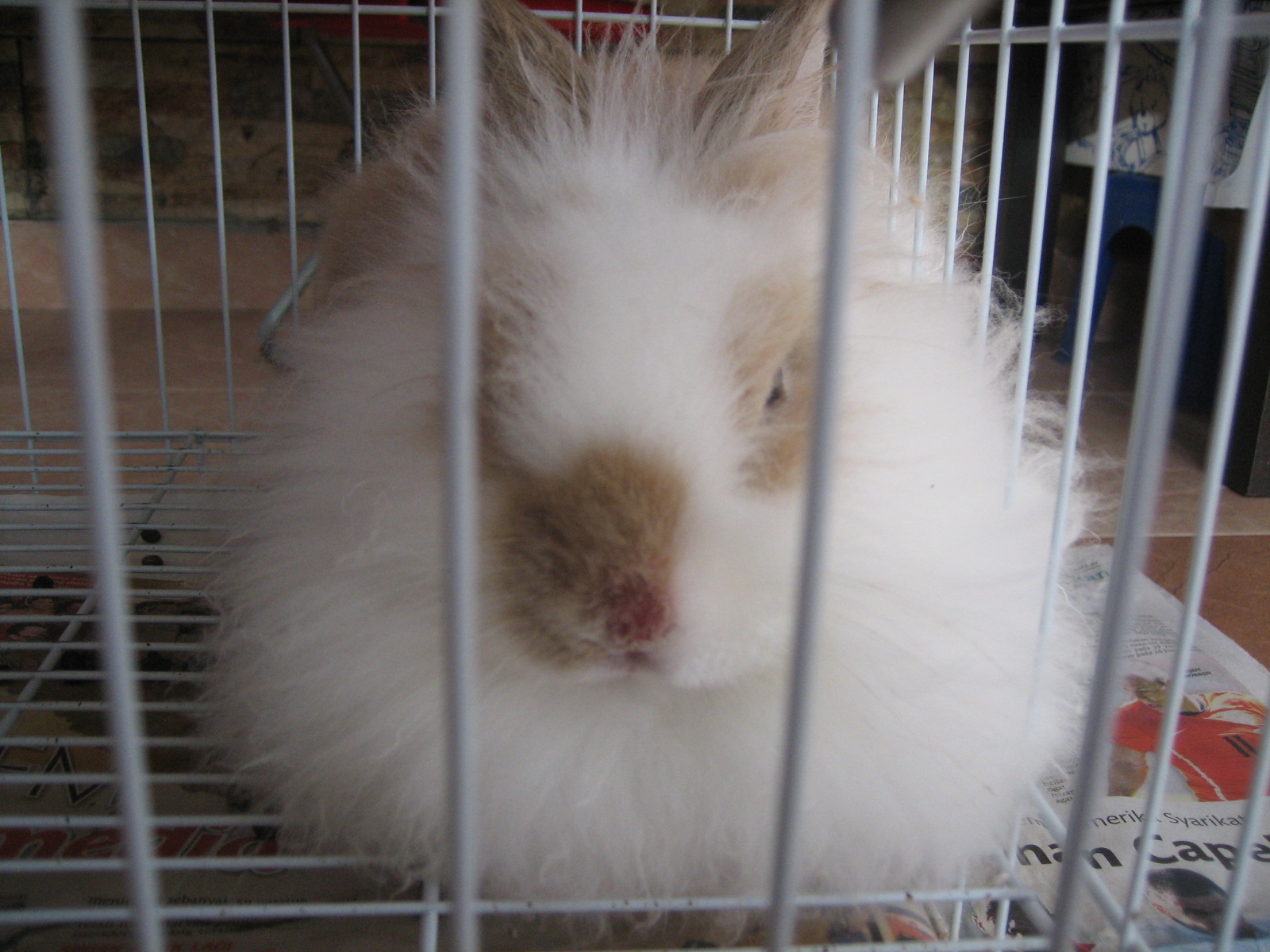 talkIsaid: Rabbit Fungus - Ollie dah sihat