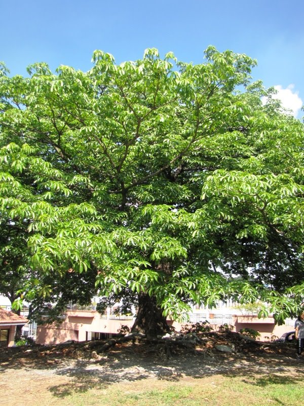 OUR PHILIPPINE TREES: 'Dem Smelly Flowers