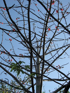 OUR PHILIPPINE TREES: January 2010