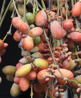 OUR PHILIPPINE TREES: April 2010