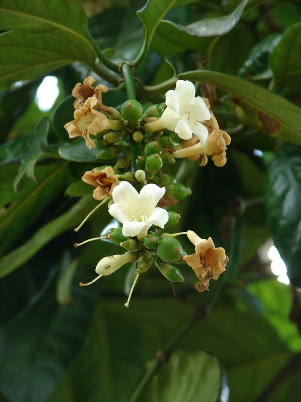 OUR PHILIPPINE TREES: Of Leaf and Leaf Patterns