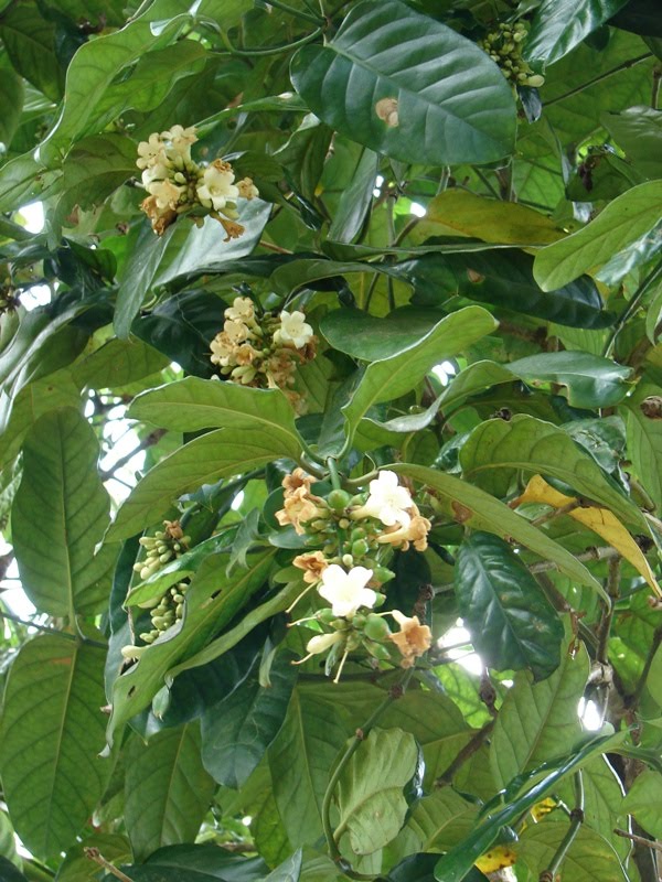 OUR PHILIPPINE TREES: Of Leaf and Leaf Patterns