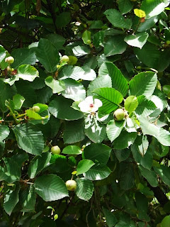 OUR PHILIPPINE TREES: Flower Power