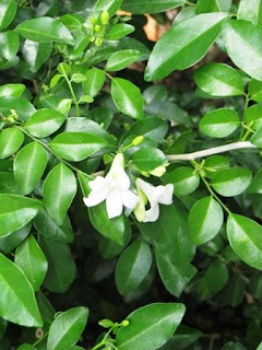 OUR PHILIPPINE TREES: The Sweet Smelling Kamuning