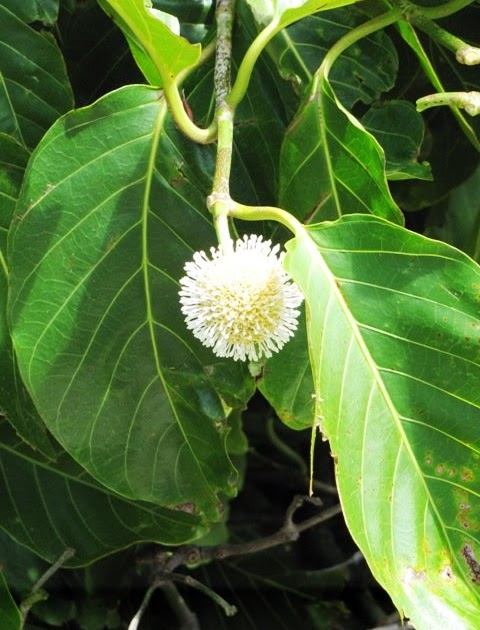 OUR PHILIPPINE TREES: Typhoon-proofing the Bangkal Trees