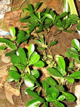 OUR PHILIPPINE TREES: Manila's Long Lost Resident